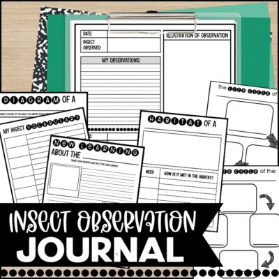 Insects Reading Comprehension - Having Fun First