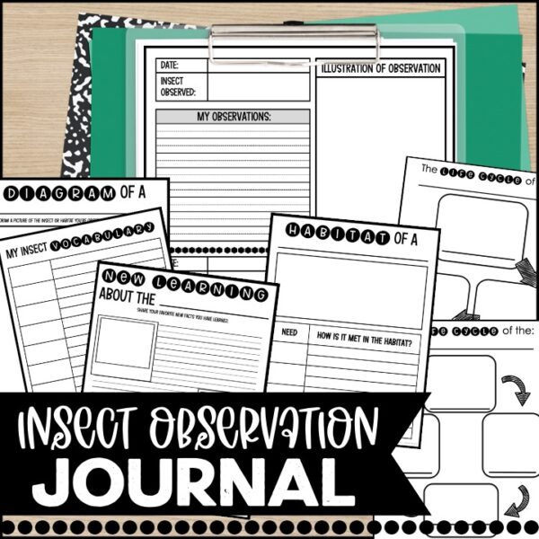 Insects Reading Comprehension - Having Fun First