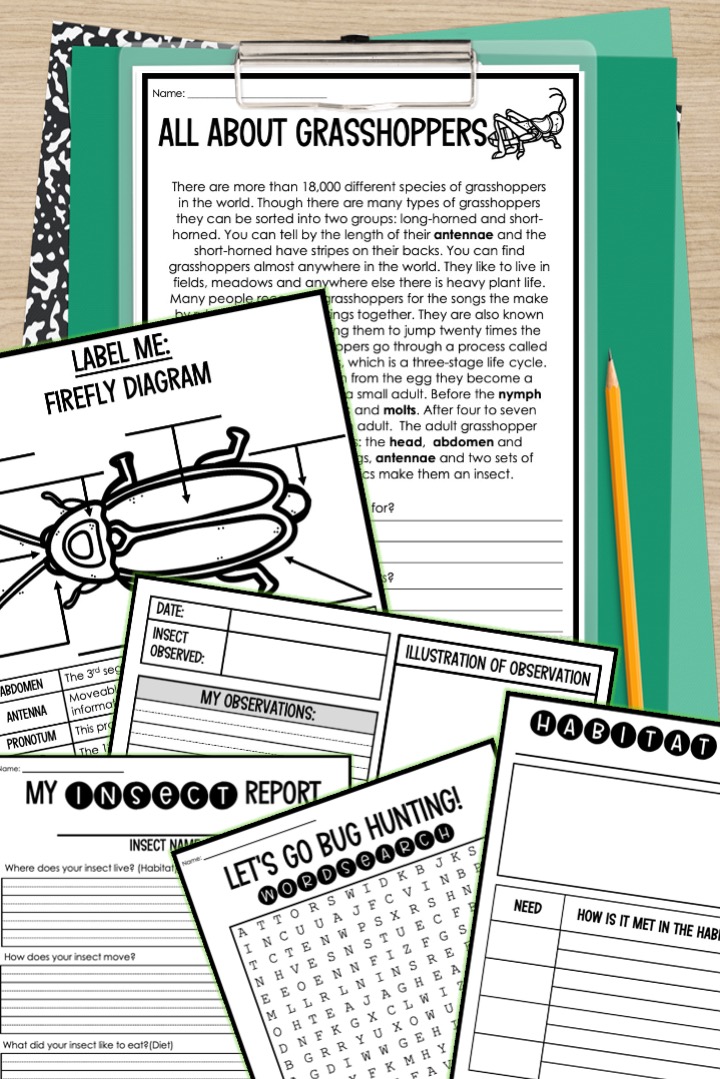 Insects Reading Comprehension - Having Fun First